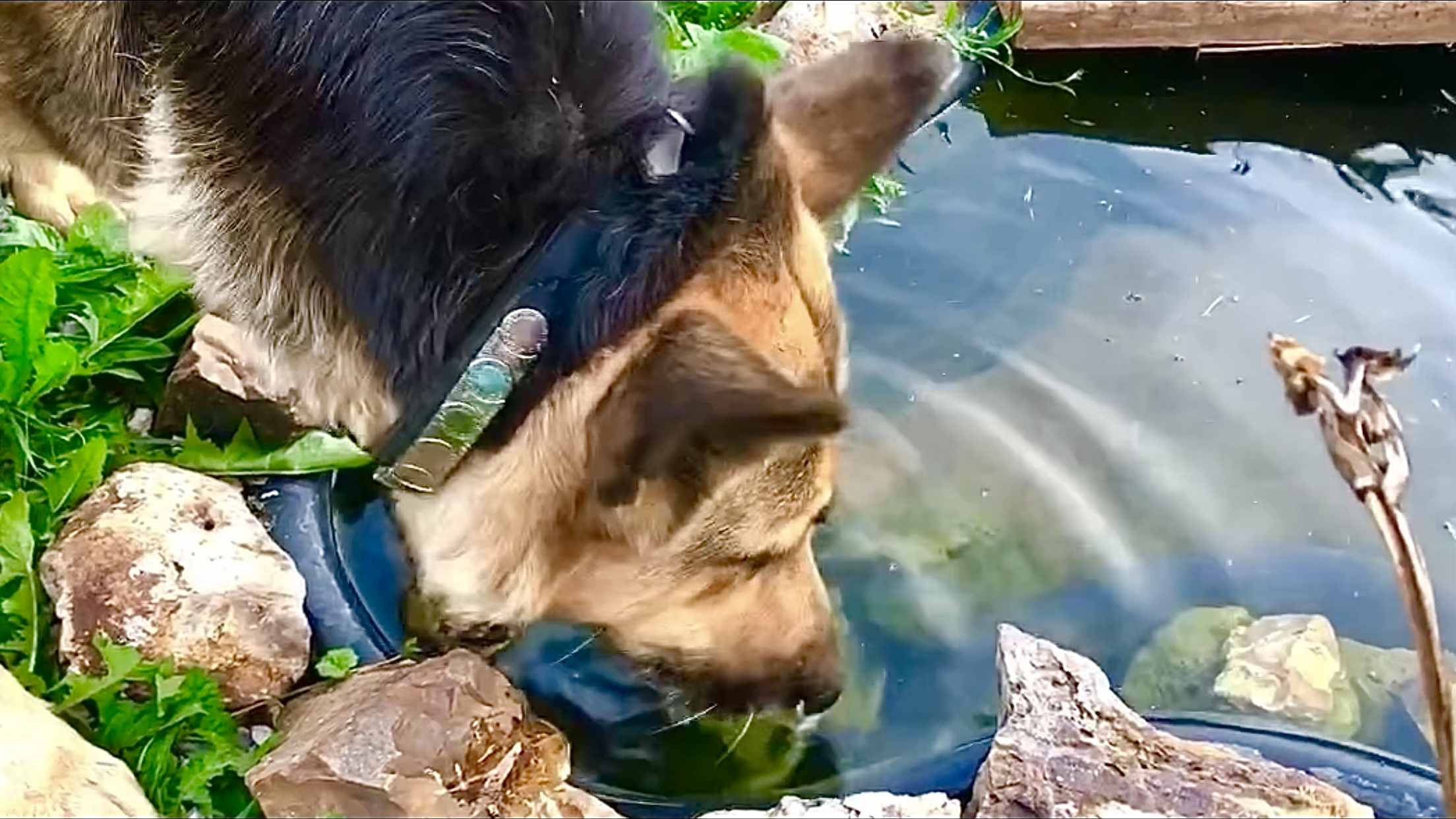 Как кот Куница, овчарка Леди, шпиц Випчик и лягушонок вместе отдыхают у «волшебного» прудика