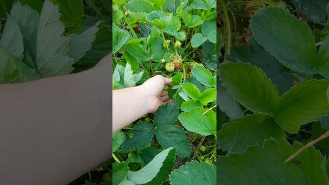 Собираем первый урожай вкусной клубники.
