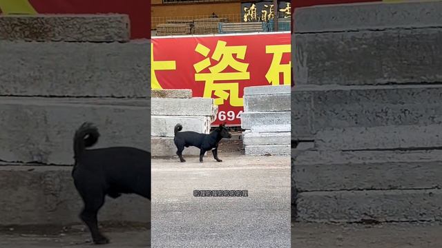 27-03-2024 собакен лучший 👍