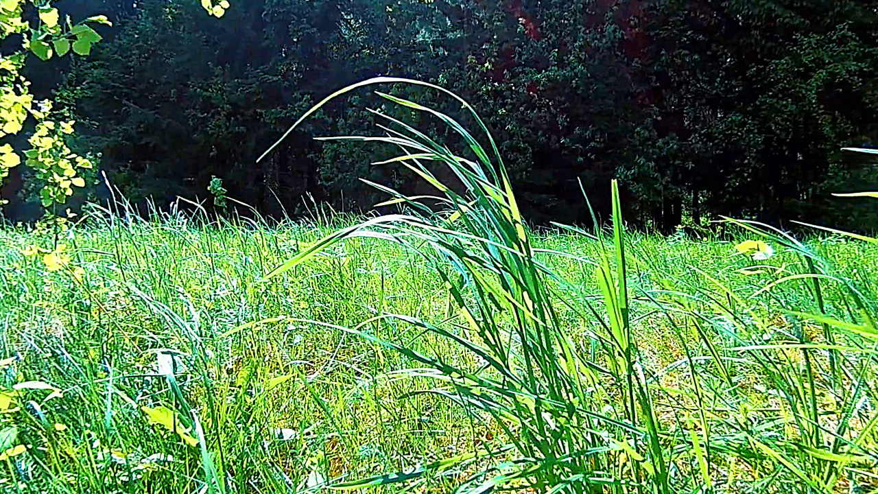 Весна. Звуки природы. Пение птиц в лесном массиве. Видео для отдыха.