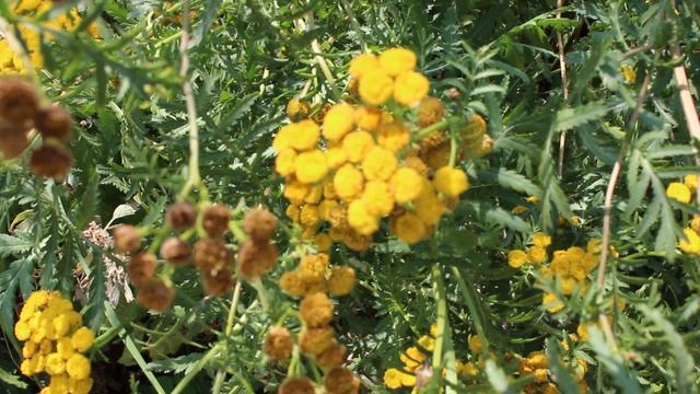 Пижма полезные травы.