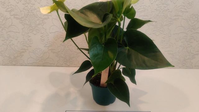 Цветы Вместе - Антуриум Самора Anthurium Samora  12/35