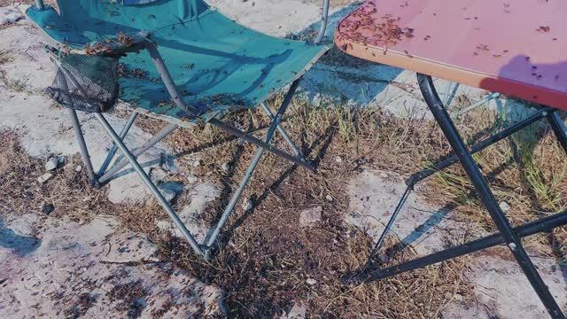 Массовое нашествие мух. Крым 2023.