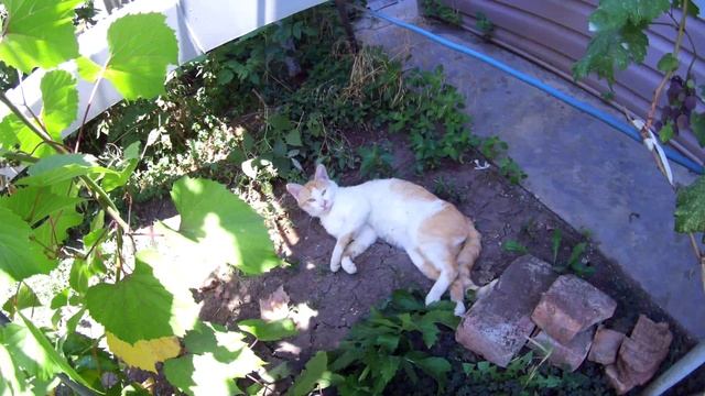 Солнечный ожог винограда