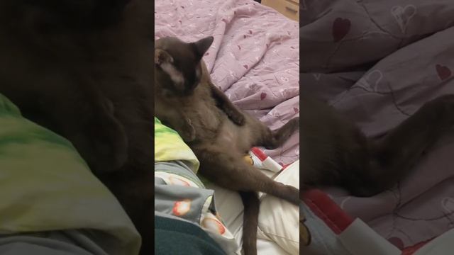кот умывается