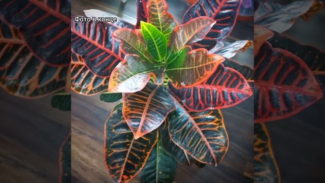 КРОТОН Петра НЕ заснул этой зимой?Досветка растений творит чудеса?Яркие листья?Кодиеум?#shorts