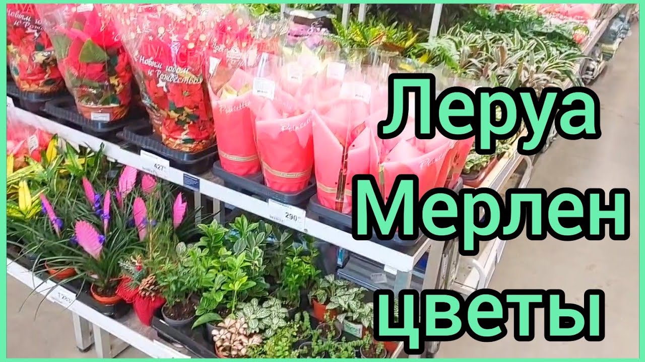 09.01.24 #ЛеруаМерлен ? #новые #цветы ? #орхидеи ? #суккуленты #фикус #алоказия #растения #Липецк