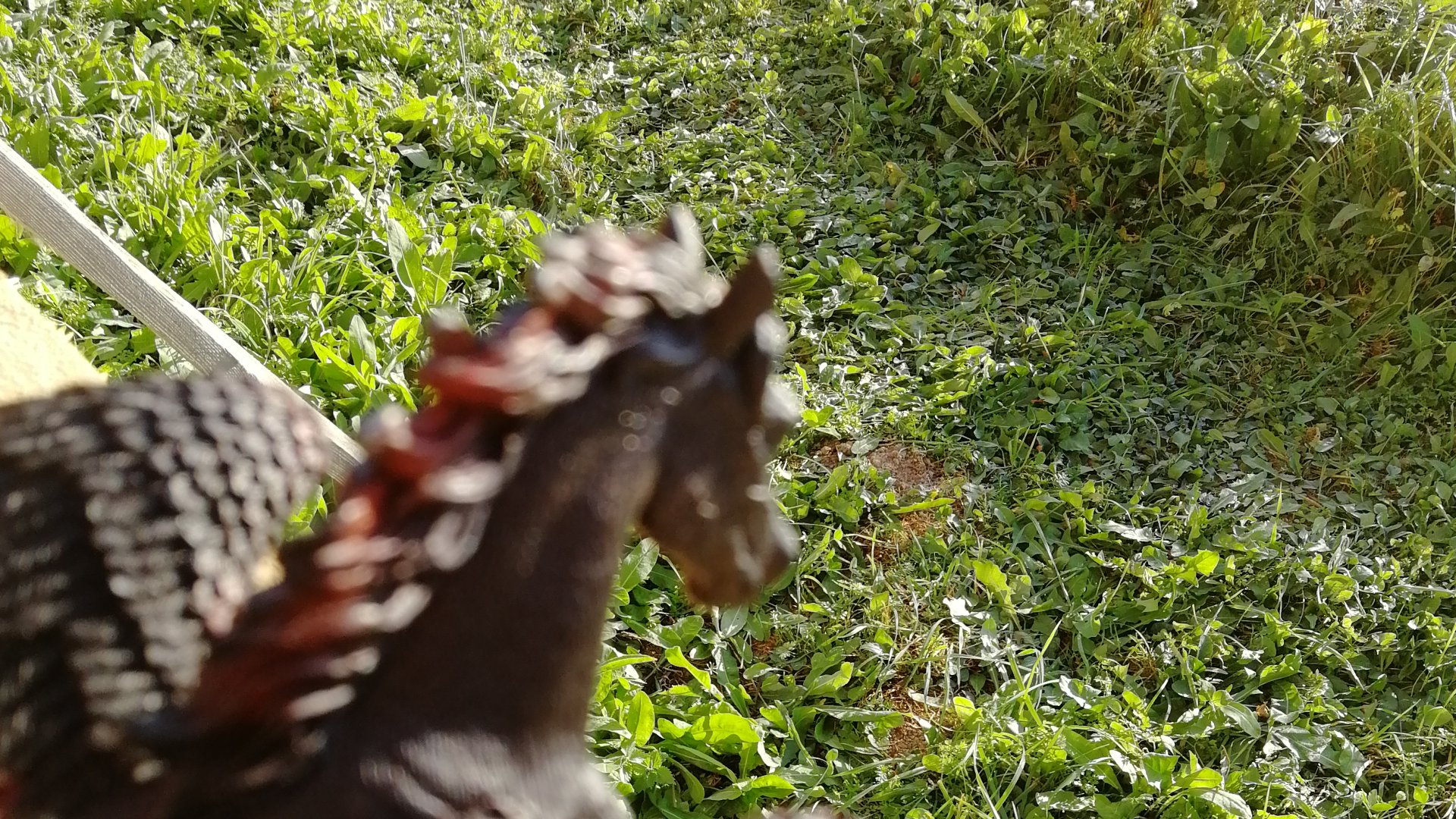 Шляйх сериал предсказание 1 сезон 3 серия #schleich #шляйх