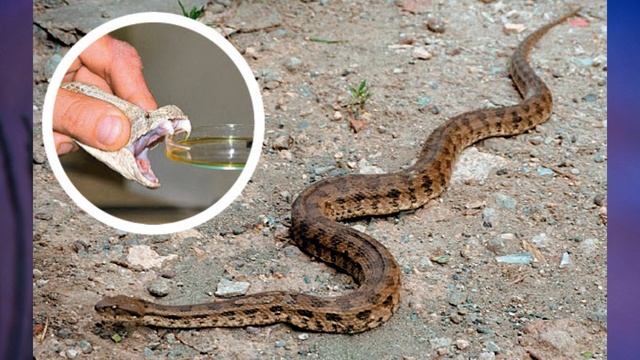 §22 "Значение животных в природе и жизни человека", Биология 5 класс, Сивоглазов, Плешаков.mp4