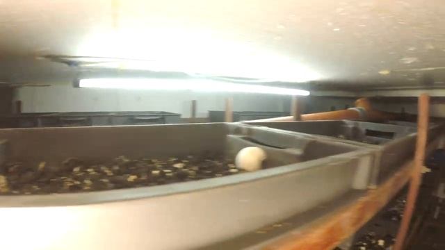 Бизнес в гараже. Шампиньоны. 3 Волна