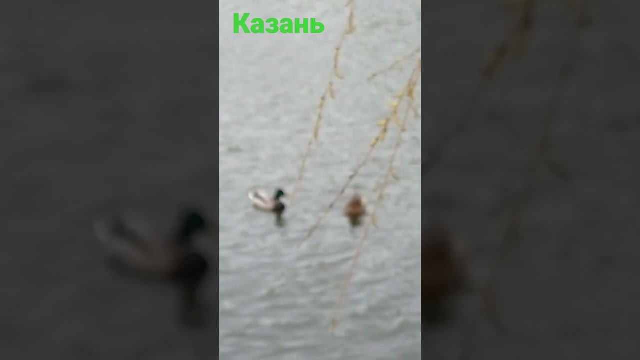 ОЗЕРО. ПАРК ПОБЕДЫ.