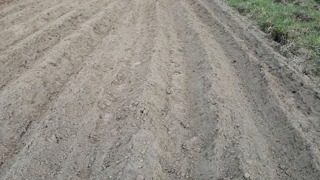 Картошка 2022, часть 5. Закапываем картошку.