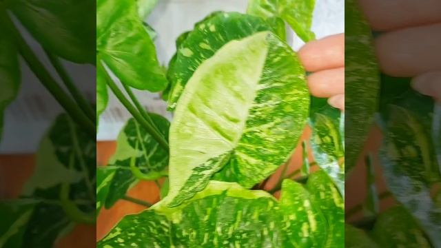 #Сингониум #Панда ?Моя любимая форма?Взрослый куст?Особенности сорта? #цветы #растения #shorts