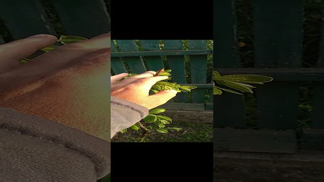 Хурма никитинская бордовая, незамерзла, апрель 24г