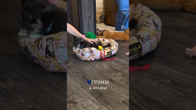 Щенки чихуахуа. У нас можно купить щенка сихуахуа Valentra.ru