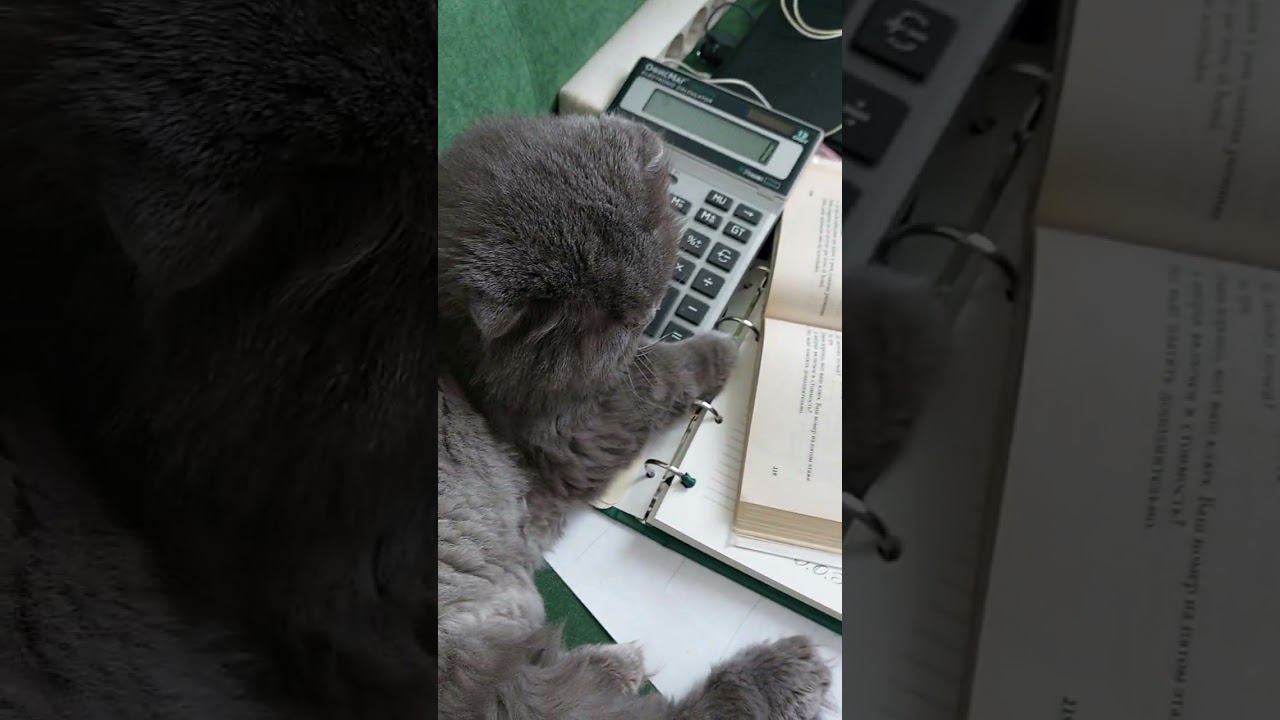 Кот начал учить испанский