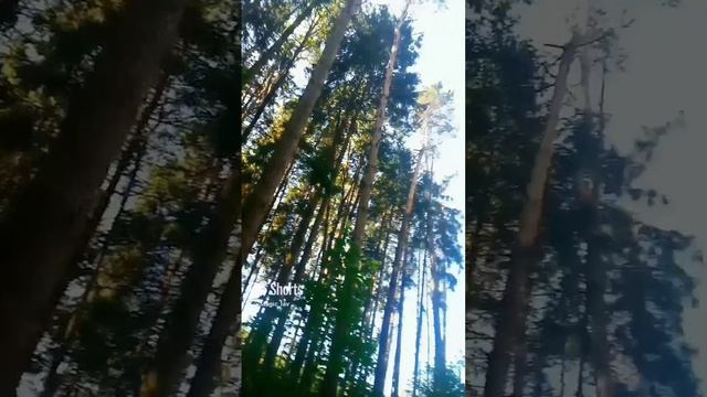 Продолжение о крапиве #крапива #свойстварастений  #травы (1)