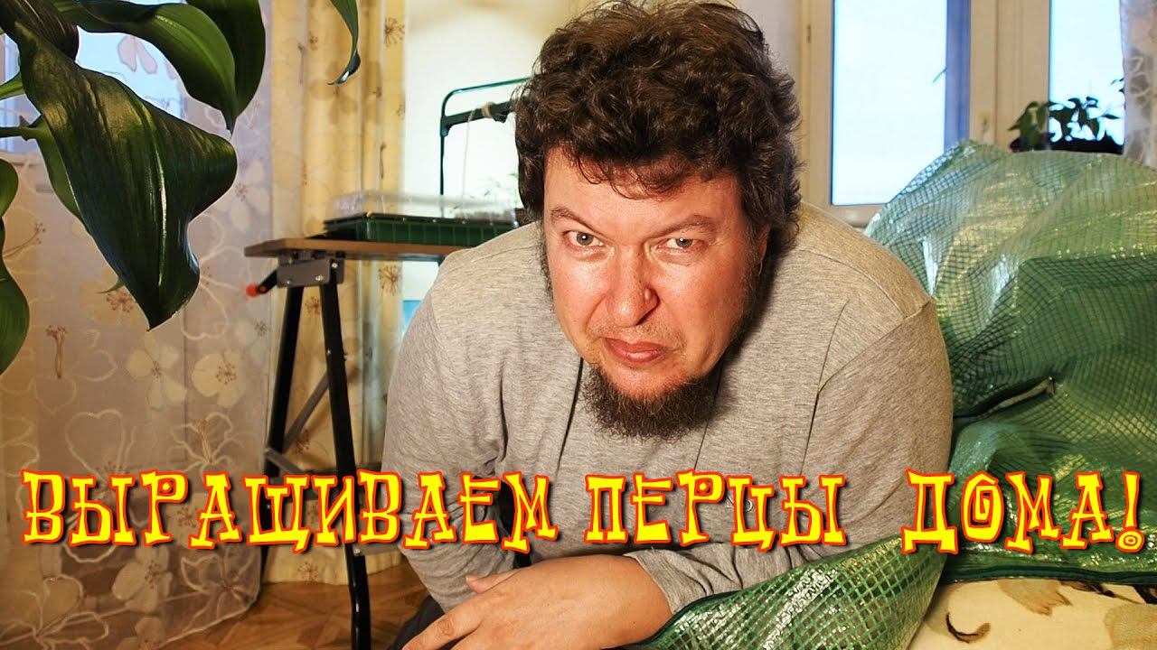 Как вырастить перец чили дома? Часть 10: перцы прут, я торможу. Подкормка селитрой.