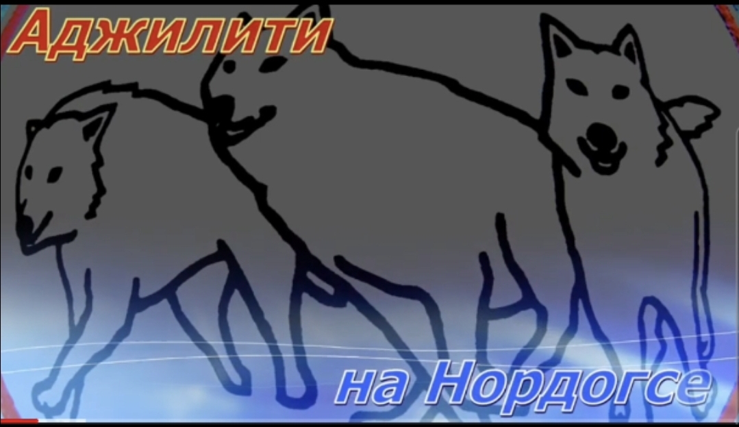 Занятие по аджилити на УДП "Нордогс"