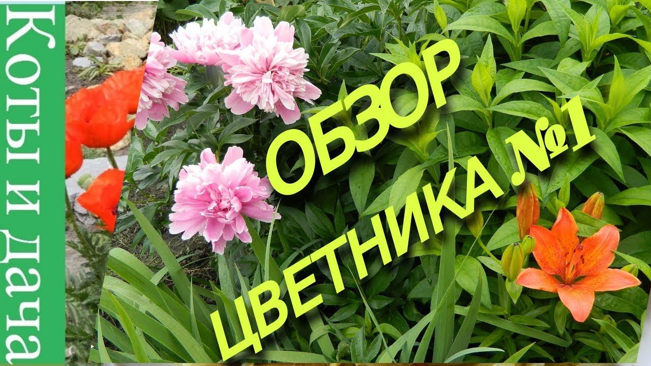 ОБЗОР ЦВЕТНИКА №1 на 02 07 2018 КОТЫ и ДАЧА