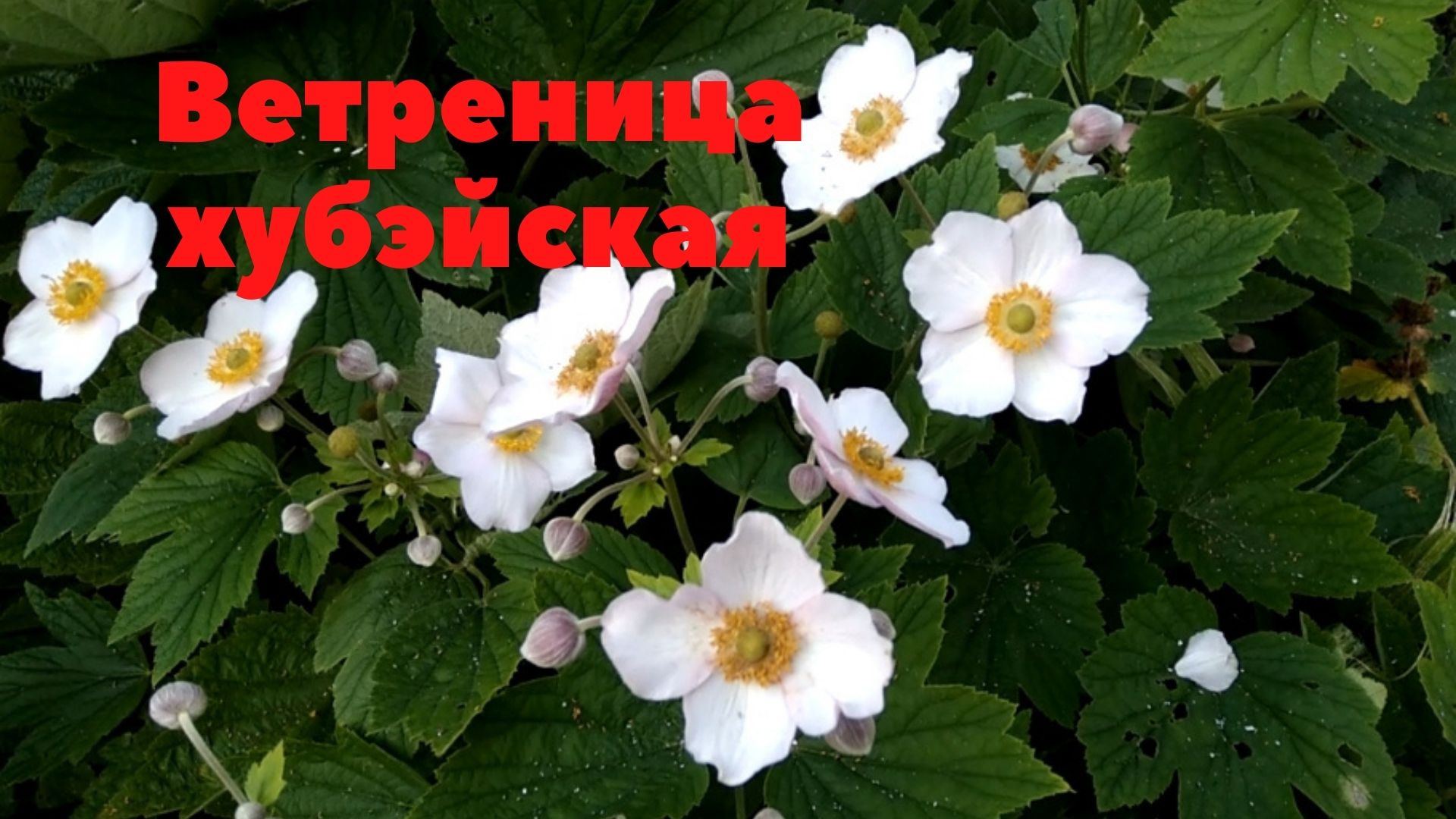 Ветреница хубейская.  Красивое и неприхотливое растение.