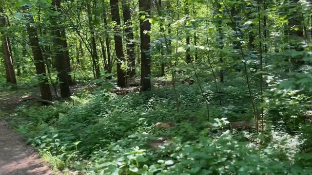 ☘️🍃 На природу за вдохновением. Послушать птиц. И меня) послушать )