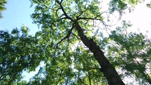 Тисвильде Хегн (дат. Tisvilde hegn) , Фредериксверк (Frederiksværk), Дания. 2 июля 2022