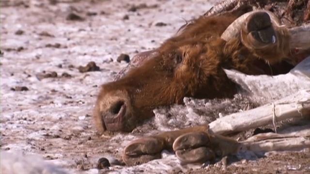 Diagnostics and prevention of cattle disease at the FGBI "ARRIAH"