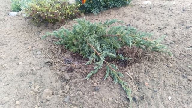 Хвойные растения в моём саду.mp4