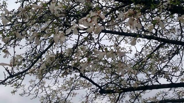 Парк Гагарна ( Шодуара) магнолія, форзиція,, фонтани .Житомир, травень 2021.mp4