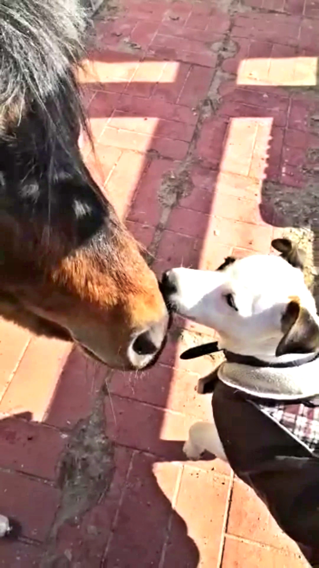 Брайт знакомится с пони