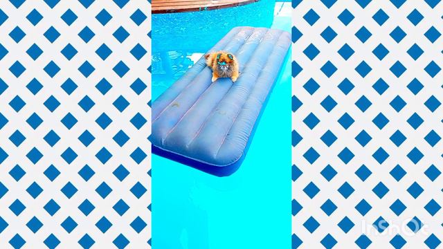 Собака на матрасе.