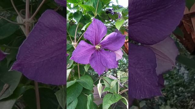 Климатис.mp4