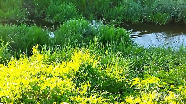 Однажды на прогулке.