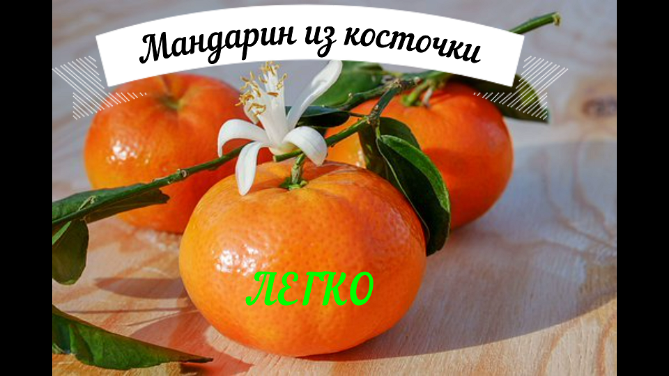 Мандарин из косточки!Растет или нет?#мандарин#мандаринизкосточки#домашниймандарин#мандаринвыращивани