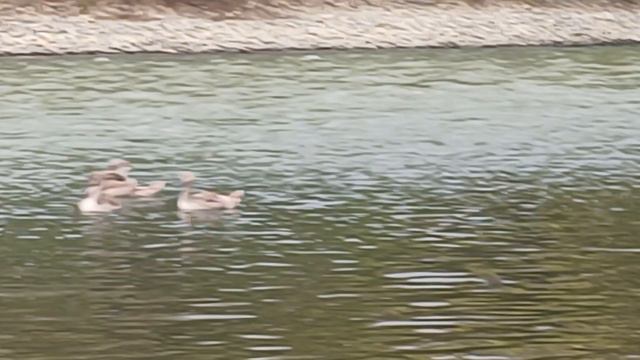 Поход на р. Кубань (Уруп уже впал, практически на слиянии). Отдых 31.08.2024г. Часть №2