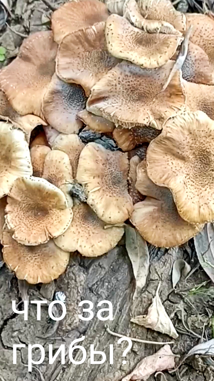 Что это за грибы?