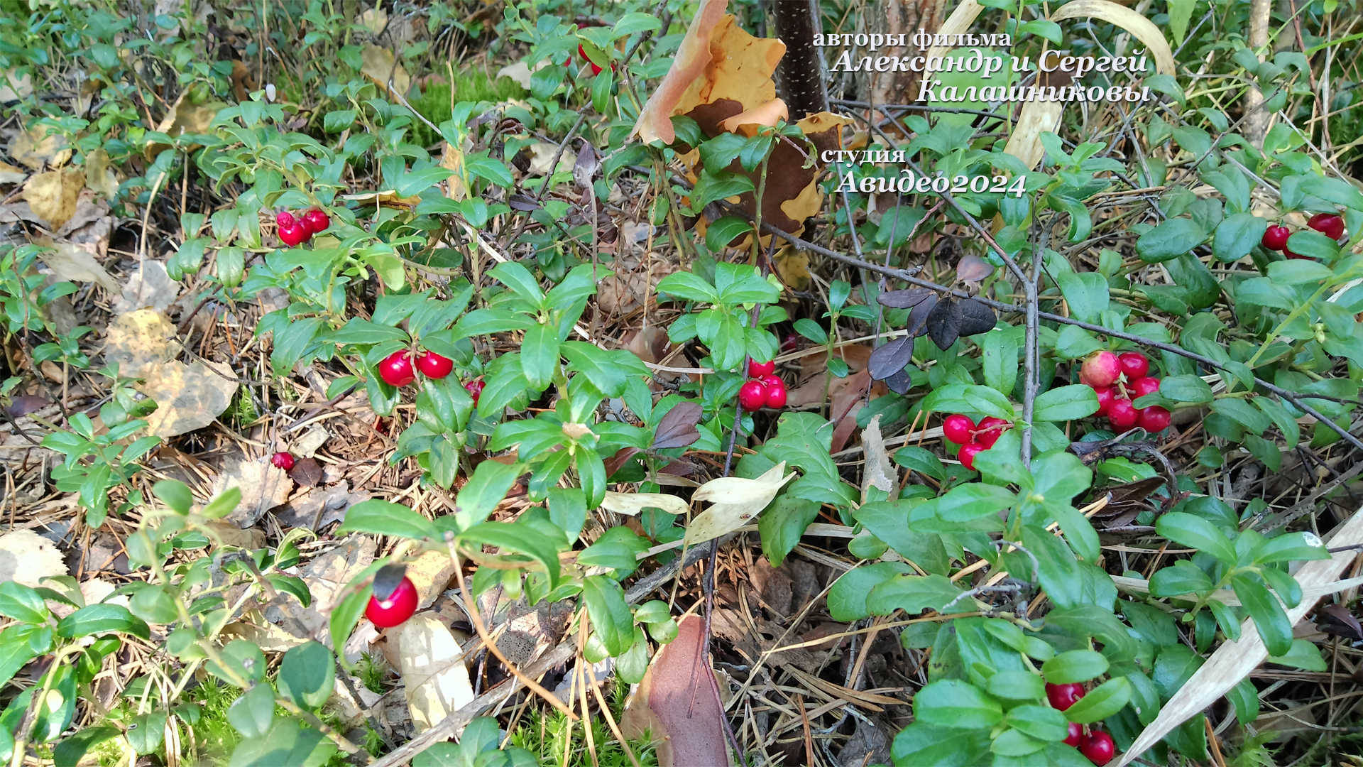 ... Где-то в лесах Алтая... Брусника.