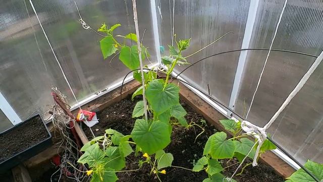 Кошка Алиса среди помидоров.