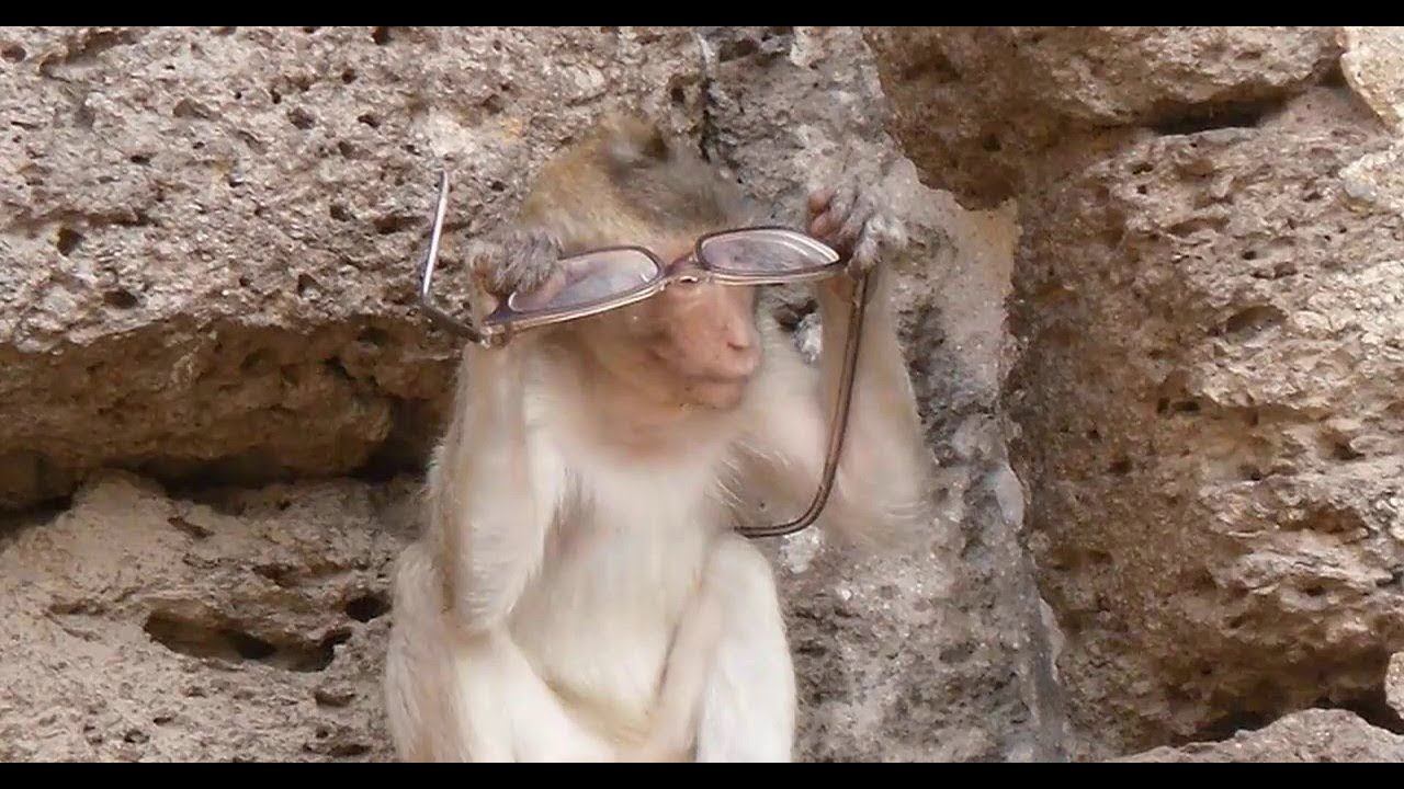 мартышка и очки! 2я серия