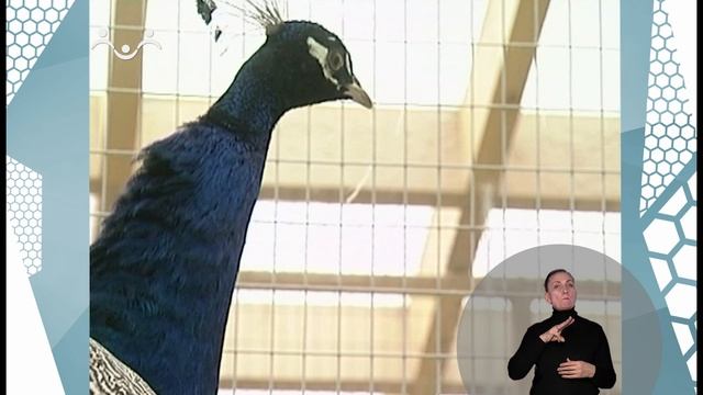 По секрету всему свету. Птичий двор. 2-я Часть (сурдоперевод)