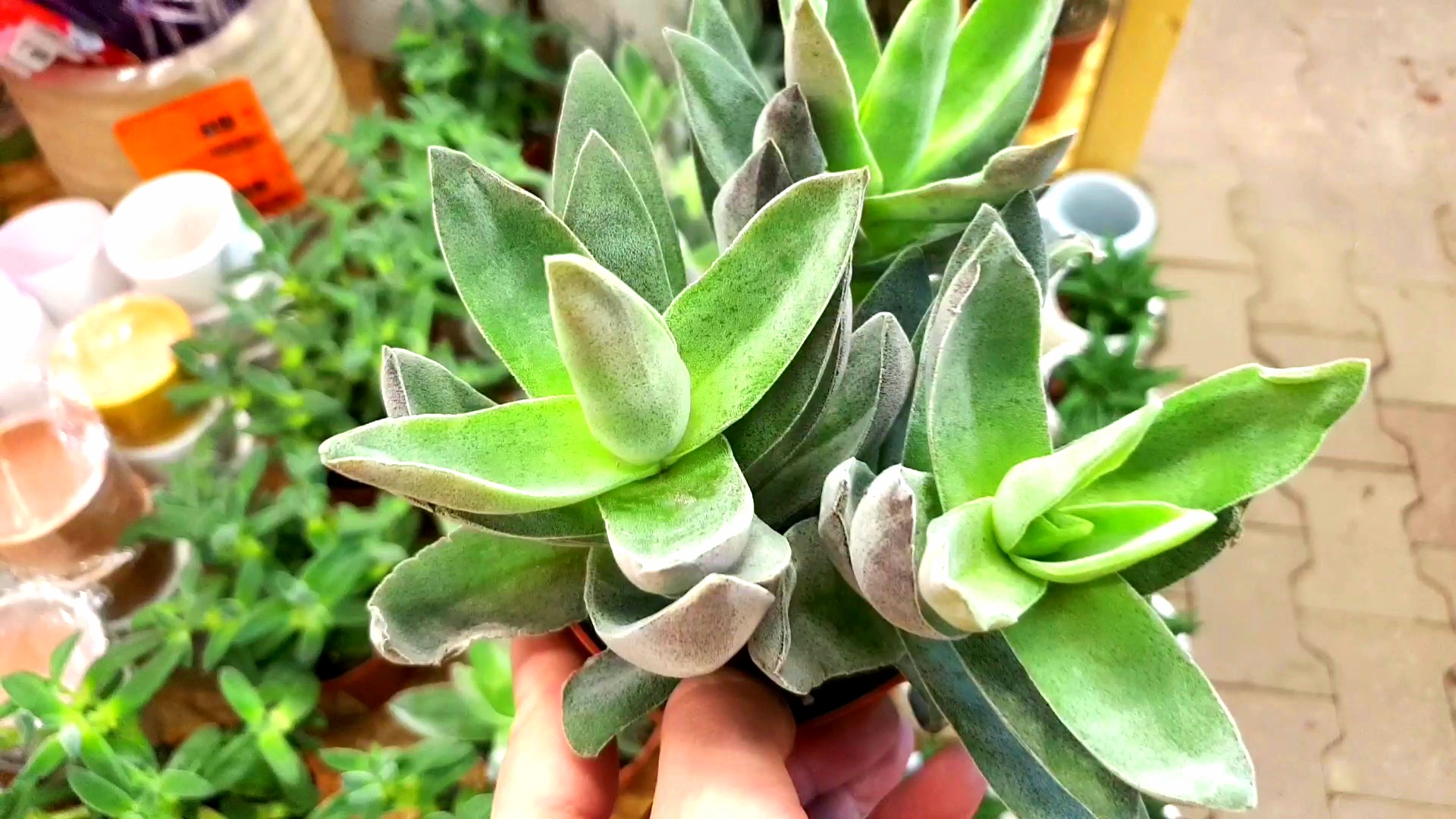 ☃️⚘ОБИ?Цветочная Прогулка