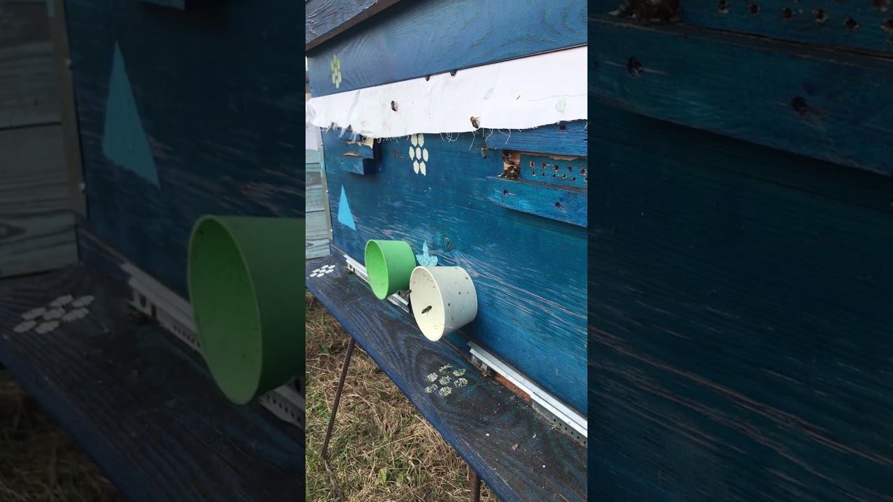 Лежак лучший!ПЧЕЛОВОДСТВО! #pereborovobee #пасека #пчеловодство #матковод #мёд #улей #пчеловод #воск