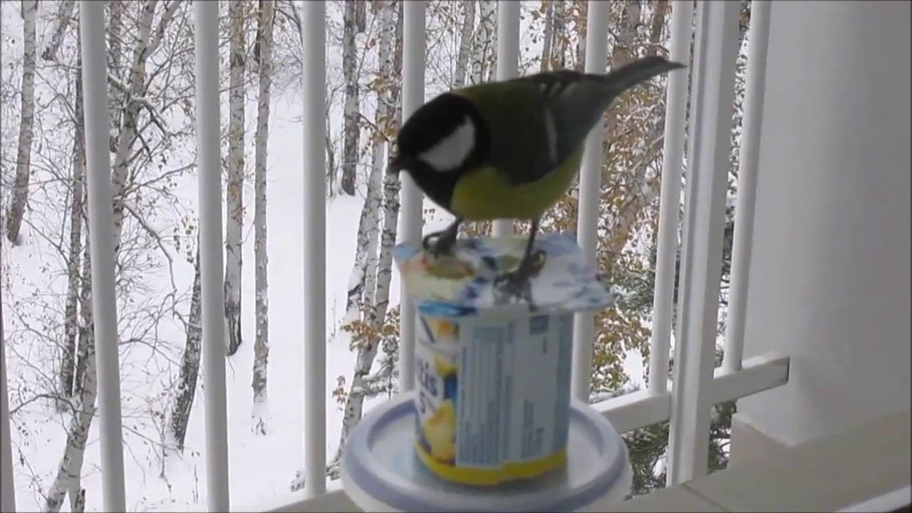 Синичка жрёт мой йогурт
