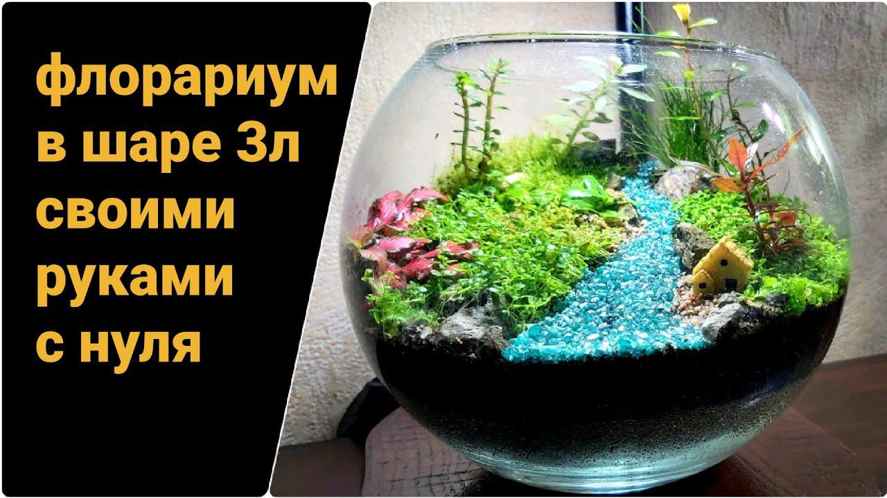 Флорариум в стеклянном шаре 3л своими руками с нуля