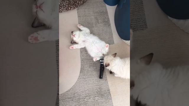 Самые смешные кошки ? - Не пытайтесь сдержать смех ? - Забавная кошачья жизнь