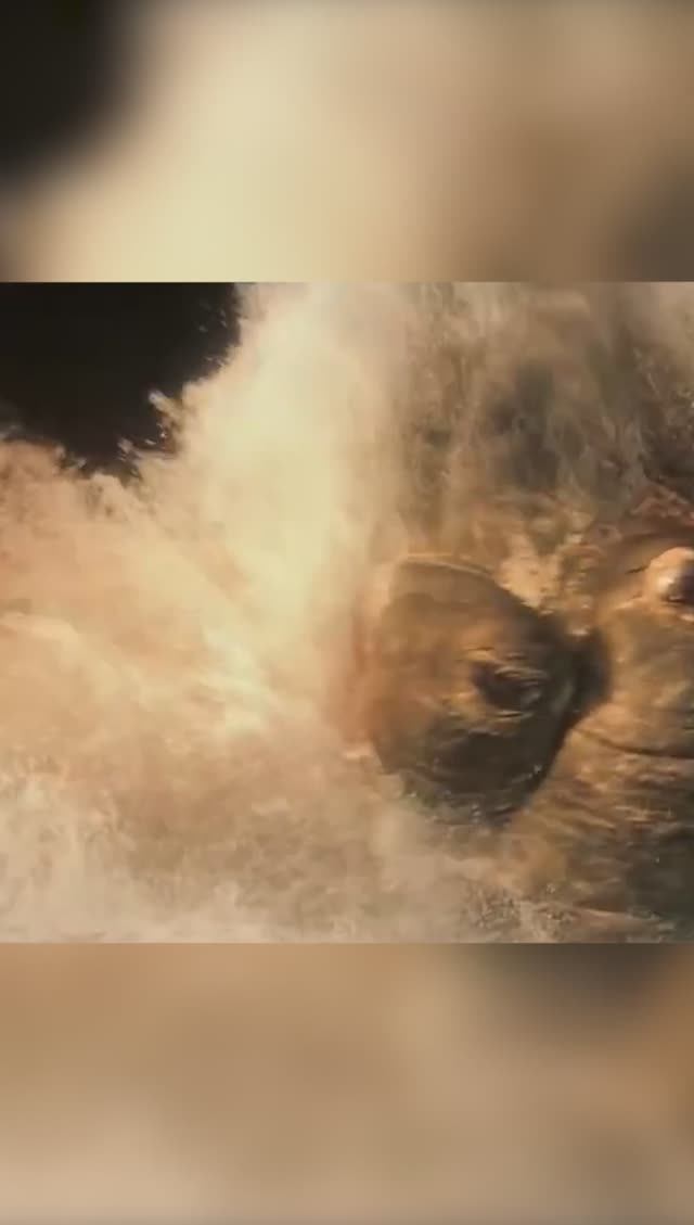 Кинг Конг против Годзиллы [ПЕРЕОЗВУЧКА]