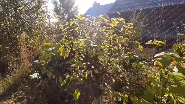 На даче. 4 октября 2022 год.