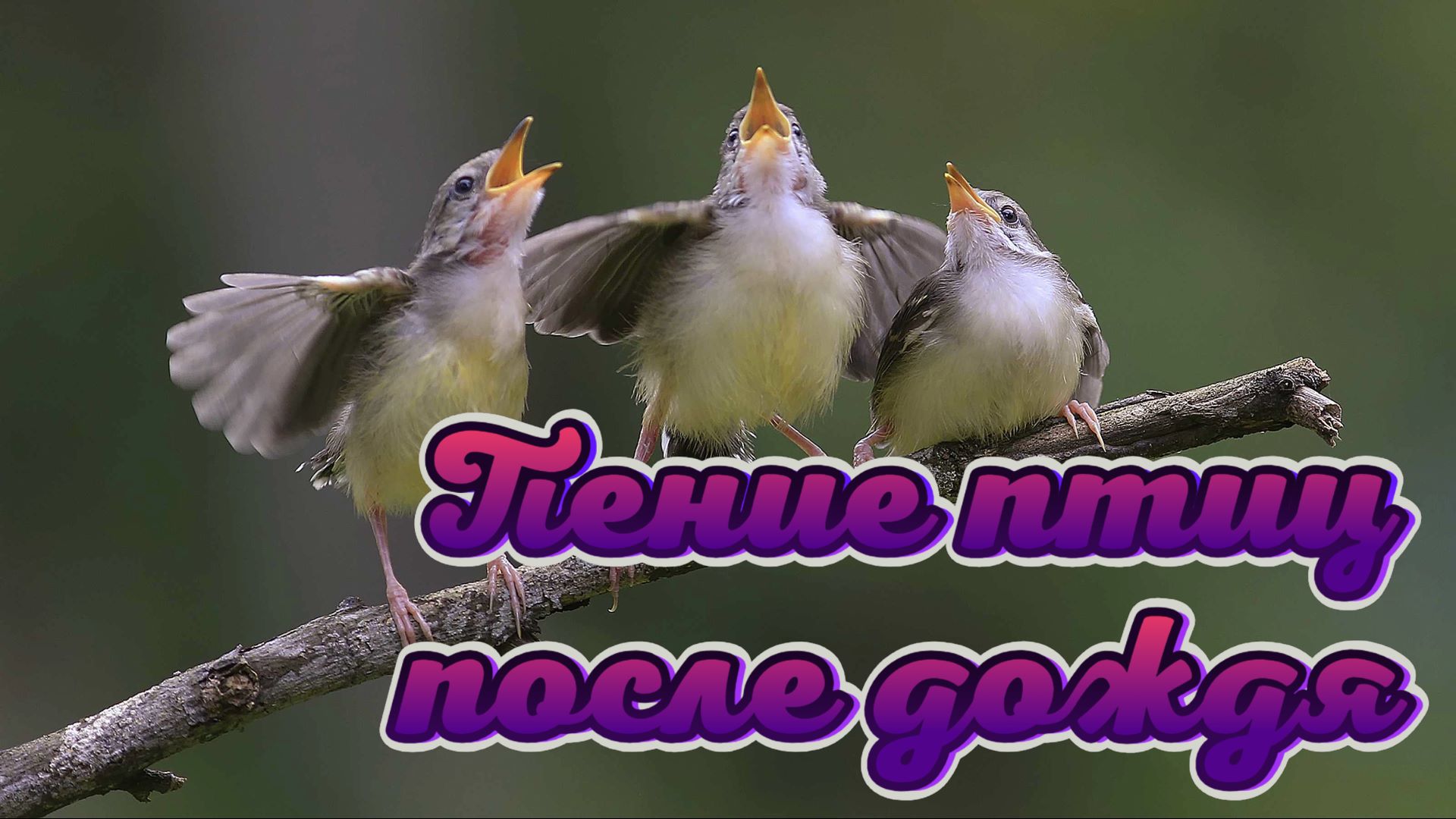 Пение птиц после дождя