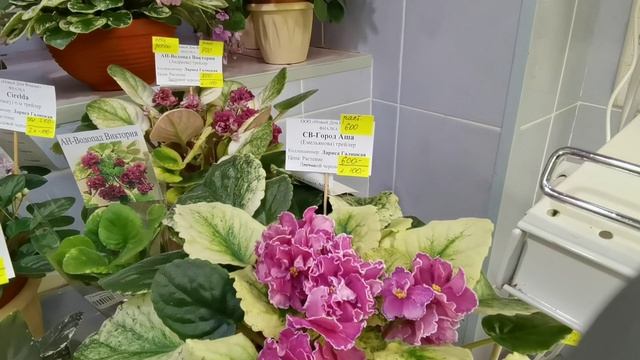 Обзор выставки фиалок ВЕСЕННИЙ ПОДАРОК в Доме Фиалки в Москве апрель 2021